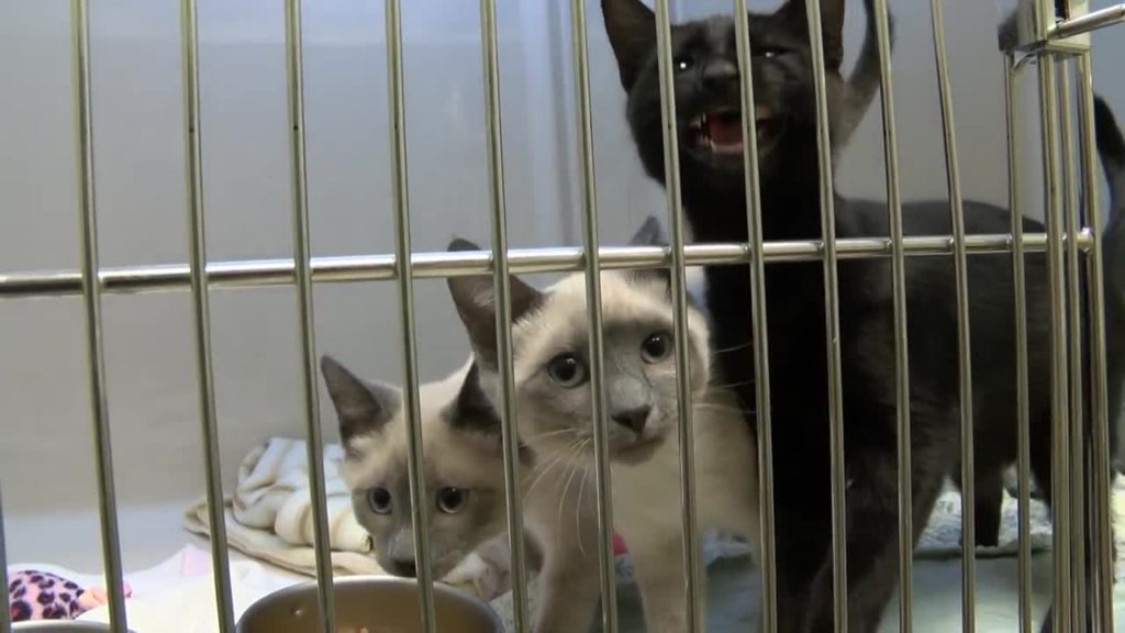 Lewis & Clark Humane Society over capacity, free cat adoptions begin ...